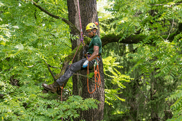 About Lusk Tree Service | Lusk Tree